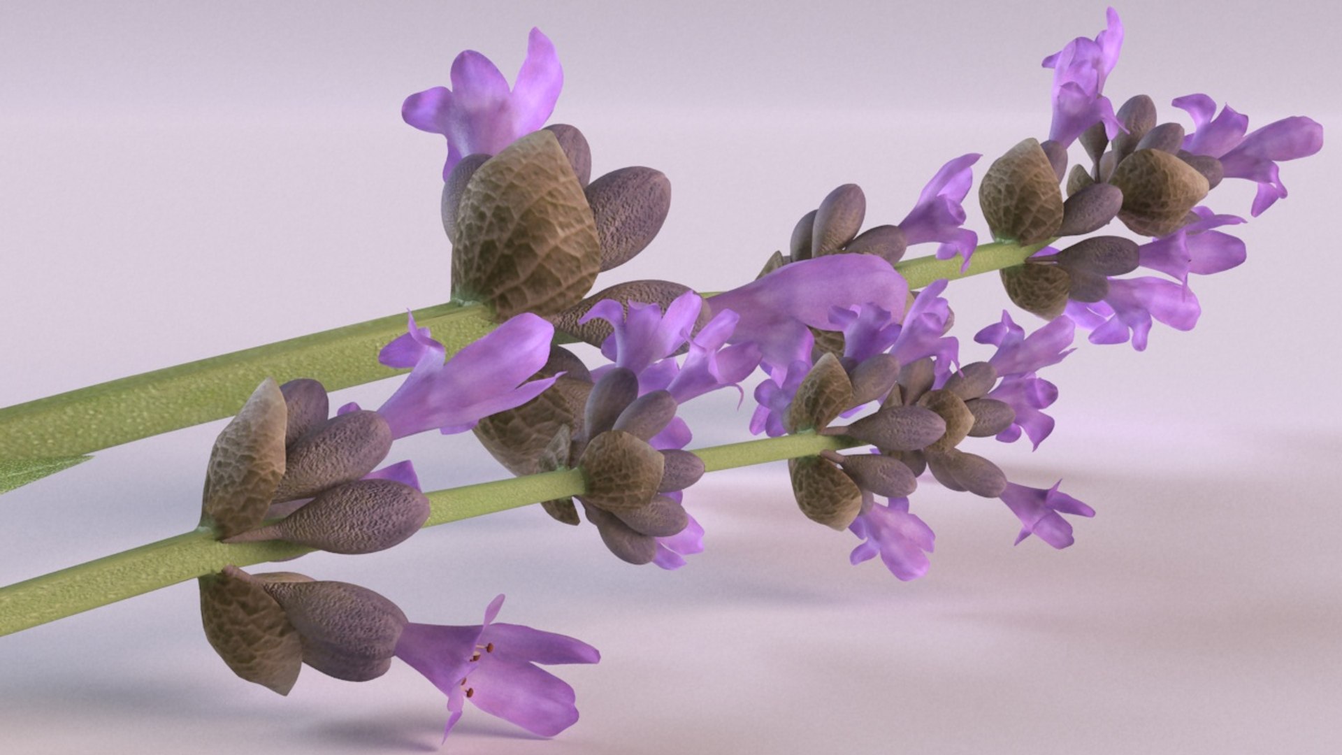 3D Lavender Flowers Spices Model - TurboSquid 1643646