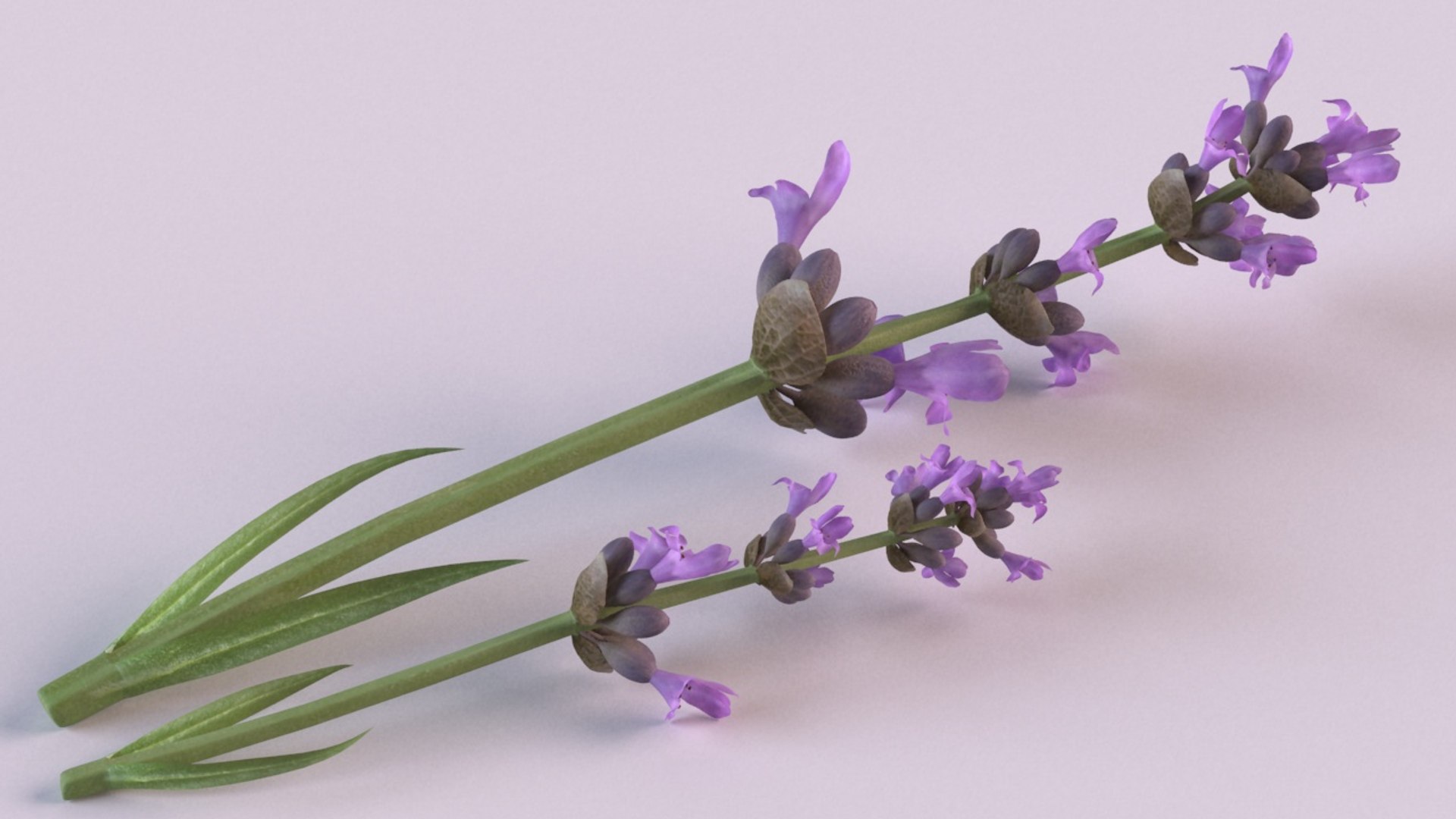 3D Lavender Flowers Spices Model - TurboSquid 1643646