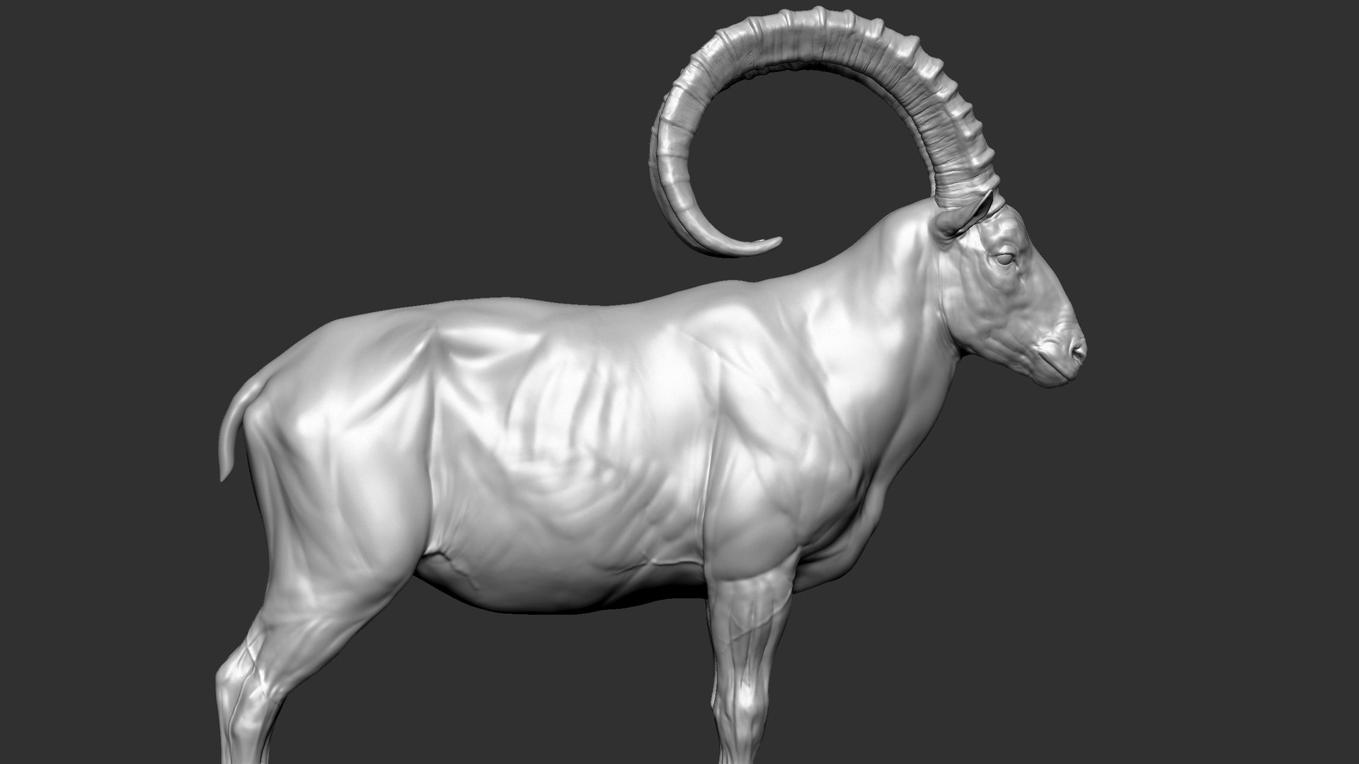 3D Wild Ibex - TurboSquid 1641910