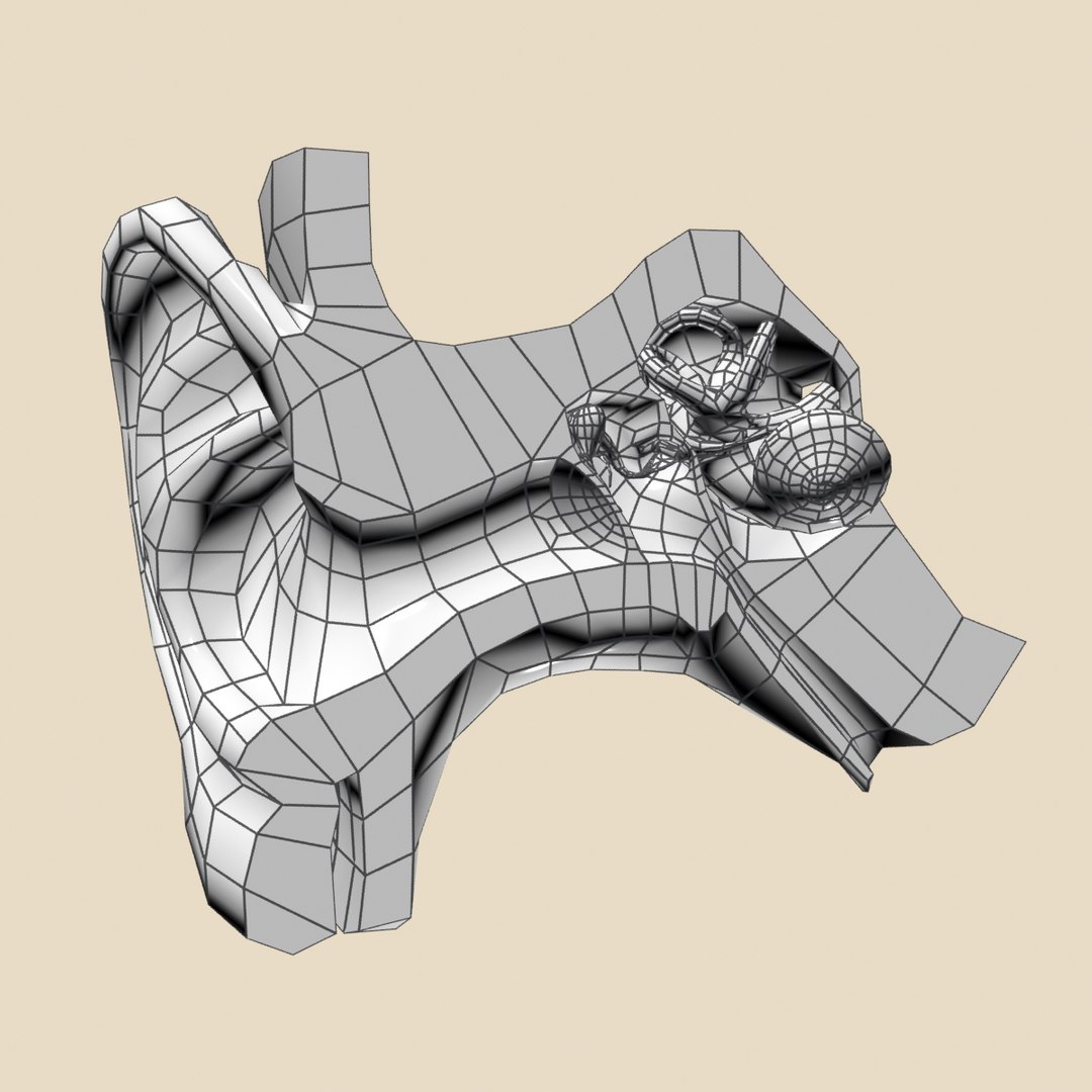 3d Model Inner Ear