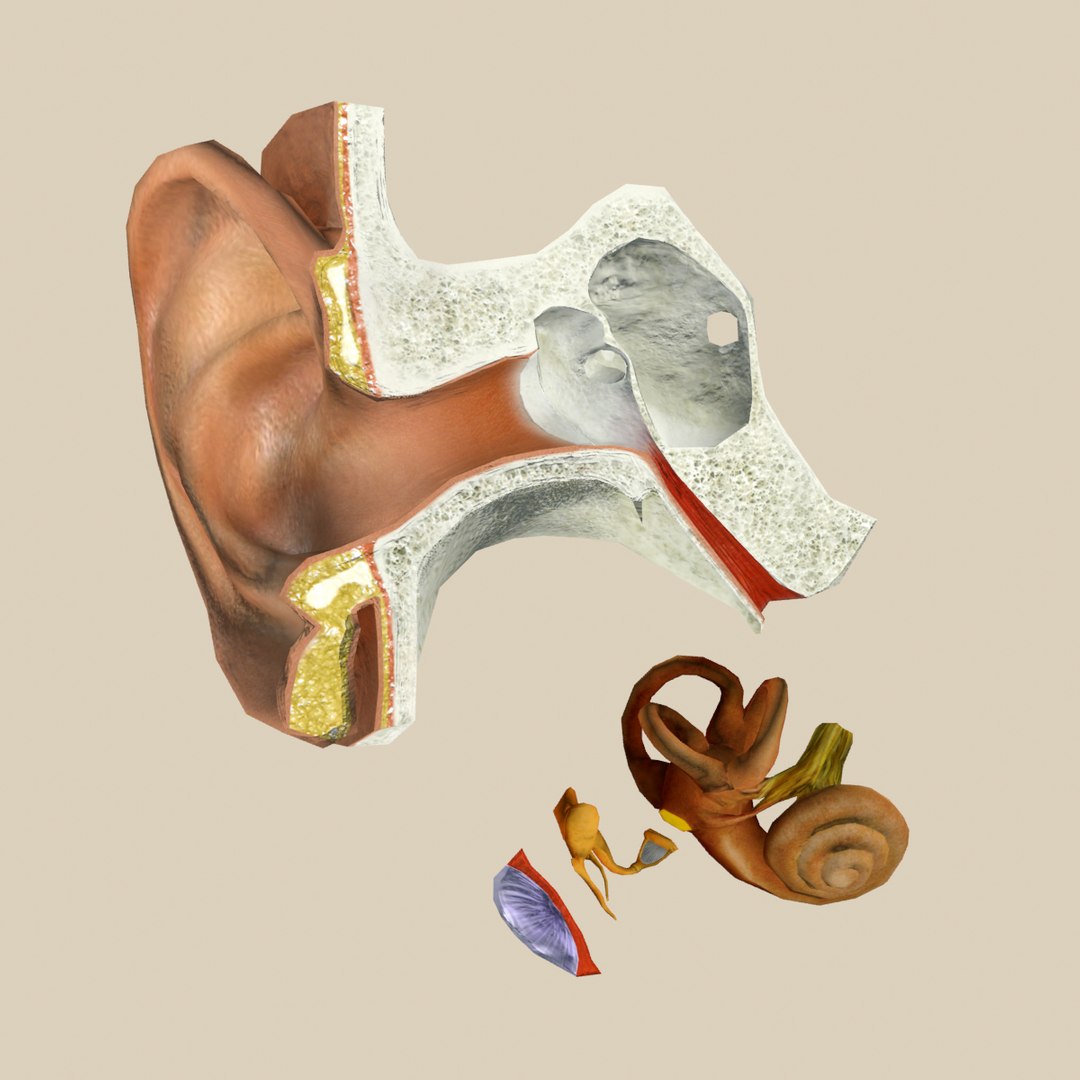 3d Model Inner Ear