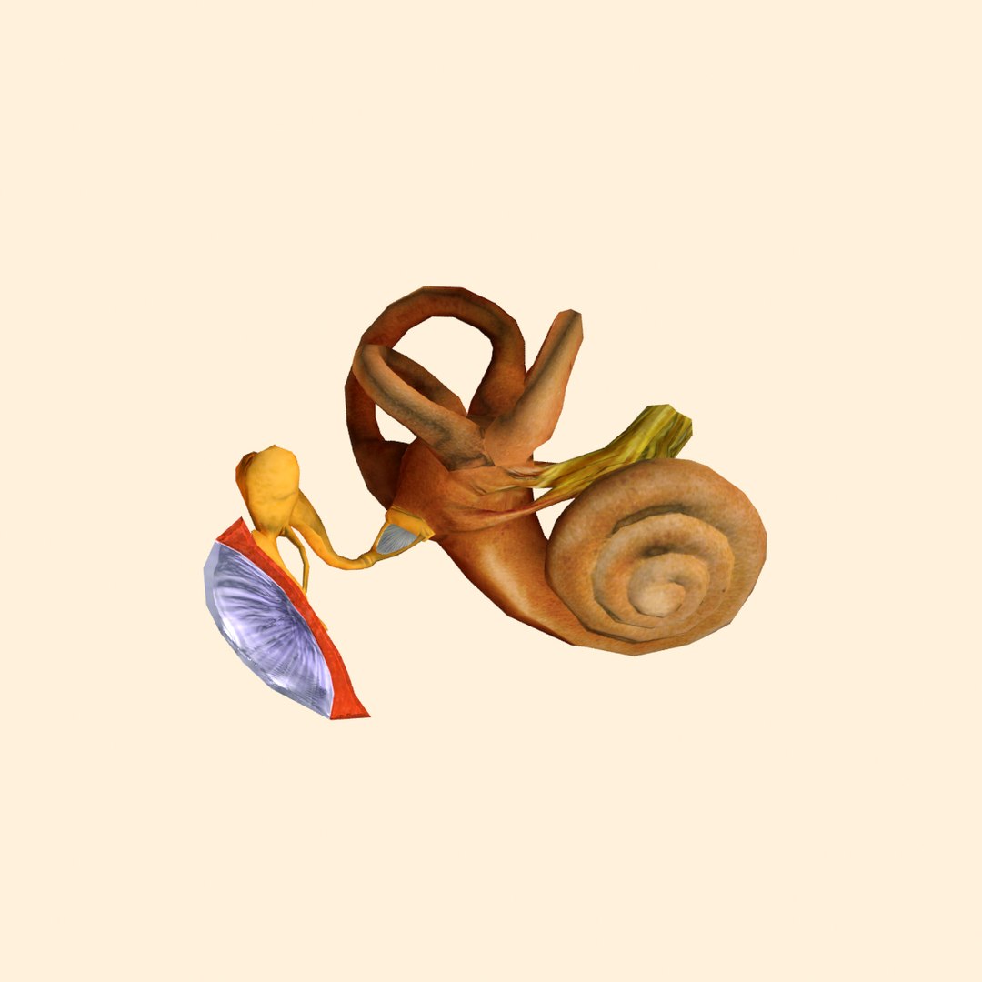 3d Model Inner Ear