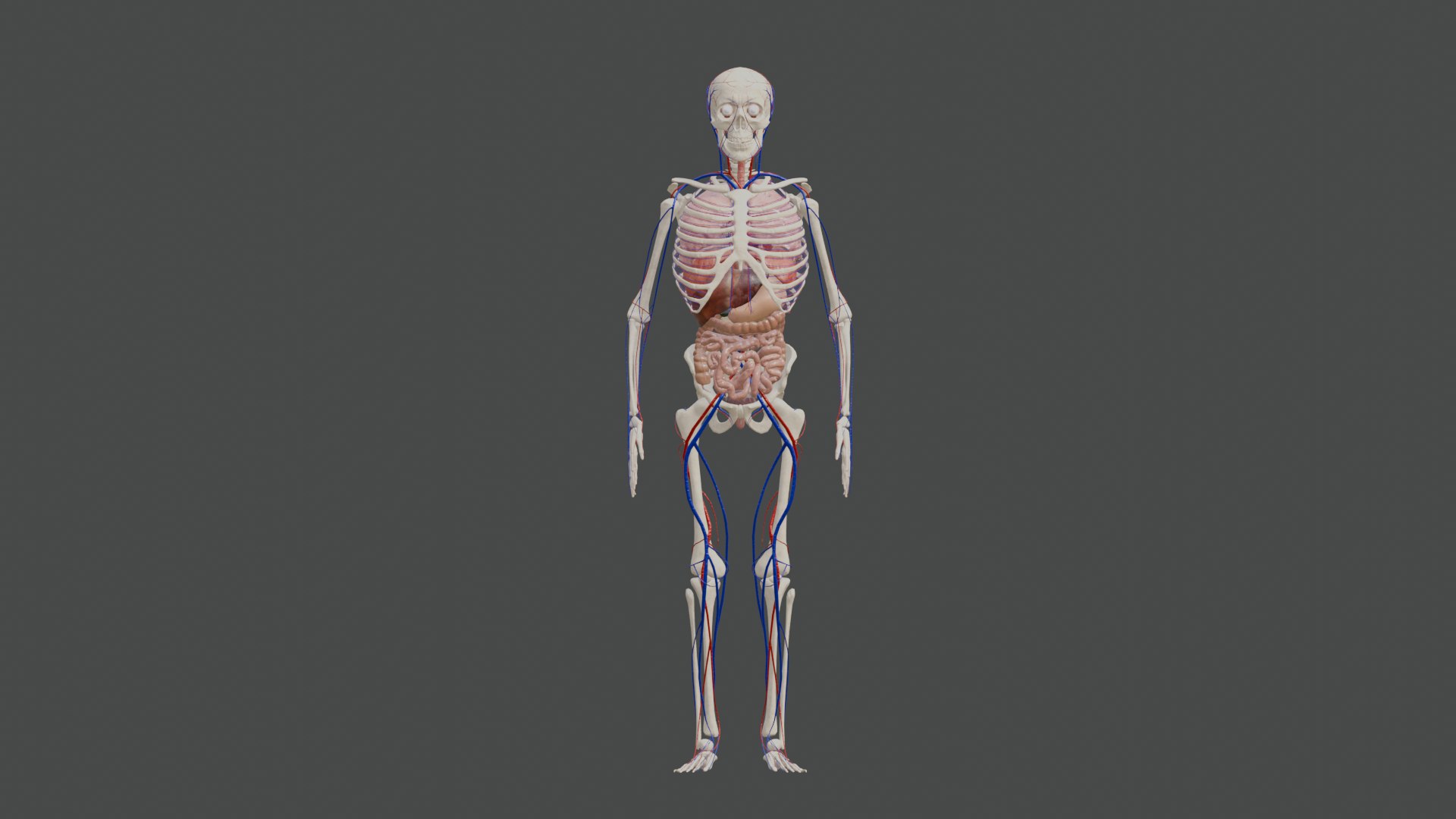 3D Animated Human Body Featuring The Circulatory System - TurboSquid ...