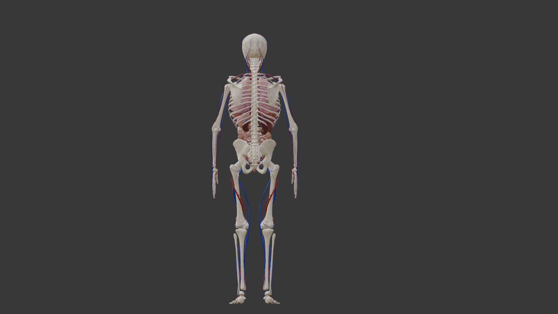3D Animated Human Body Featuring The Circulatory System - TurboSquid ...
