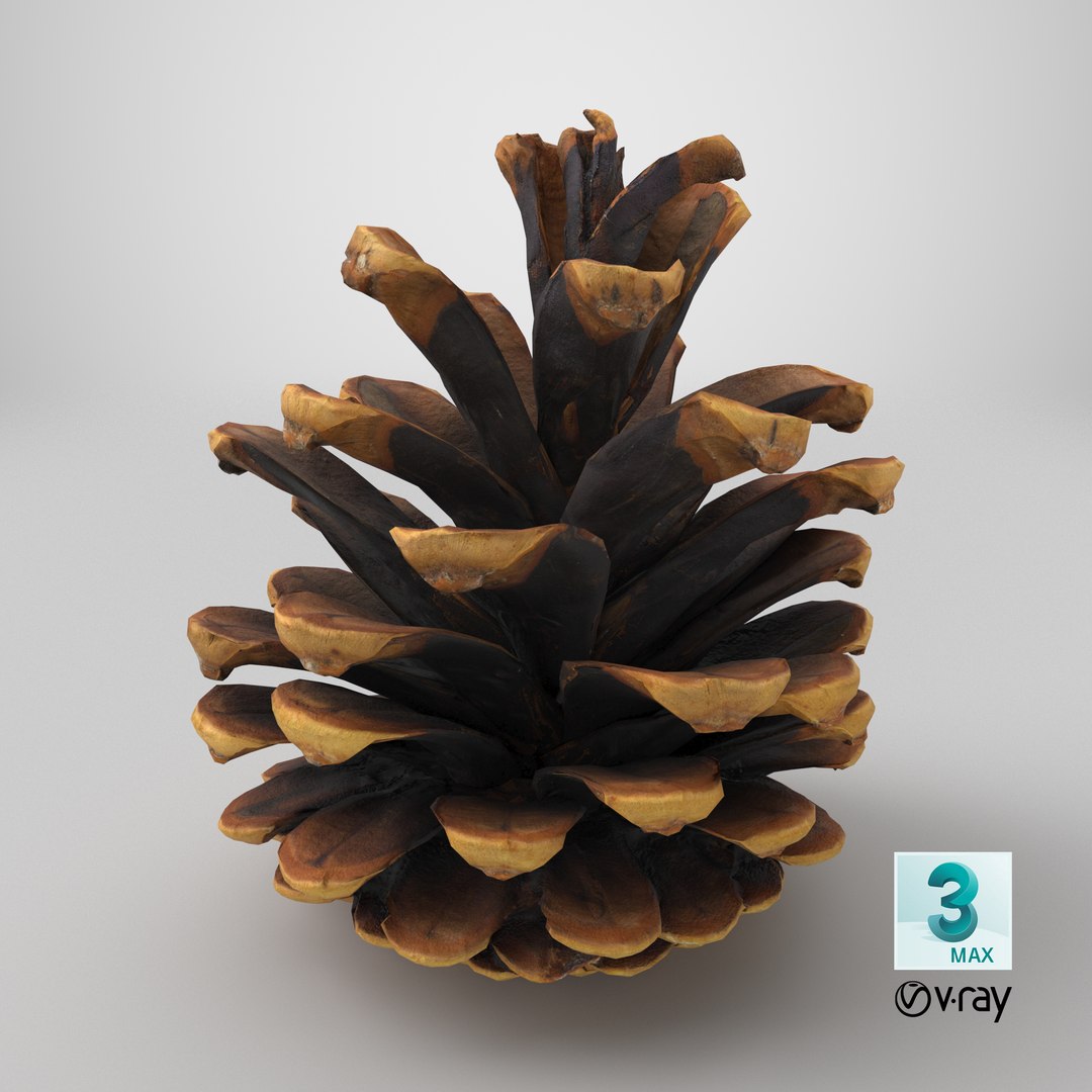 Prop 16 Pine Cones Type 03 3D - TurboSquid 2146756