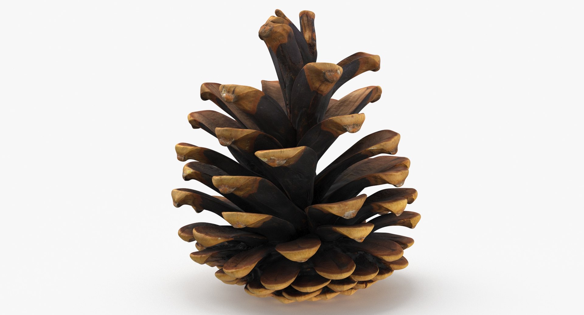 Prop 16 Pine Cones Type 03 3D - TurboSquid 2146756