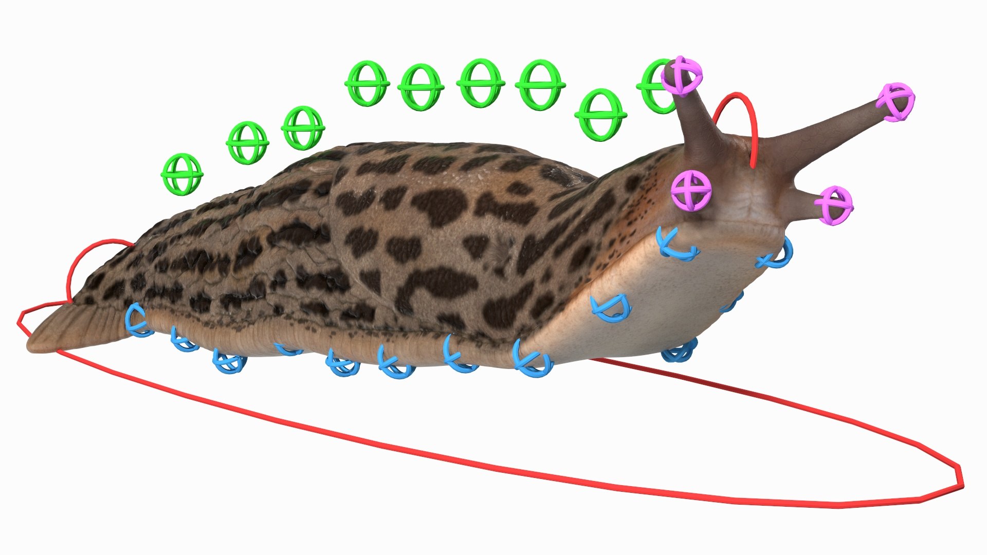 3D Great Slug Rigged Model - TurboSquid 2016176