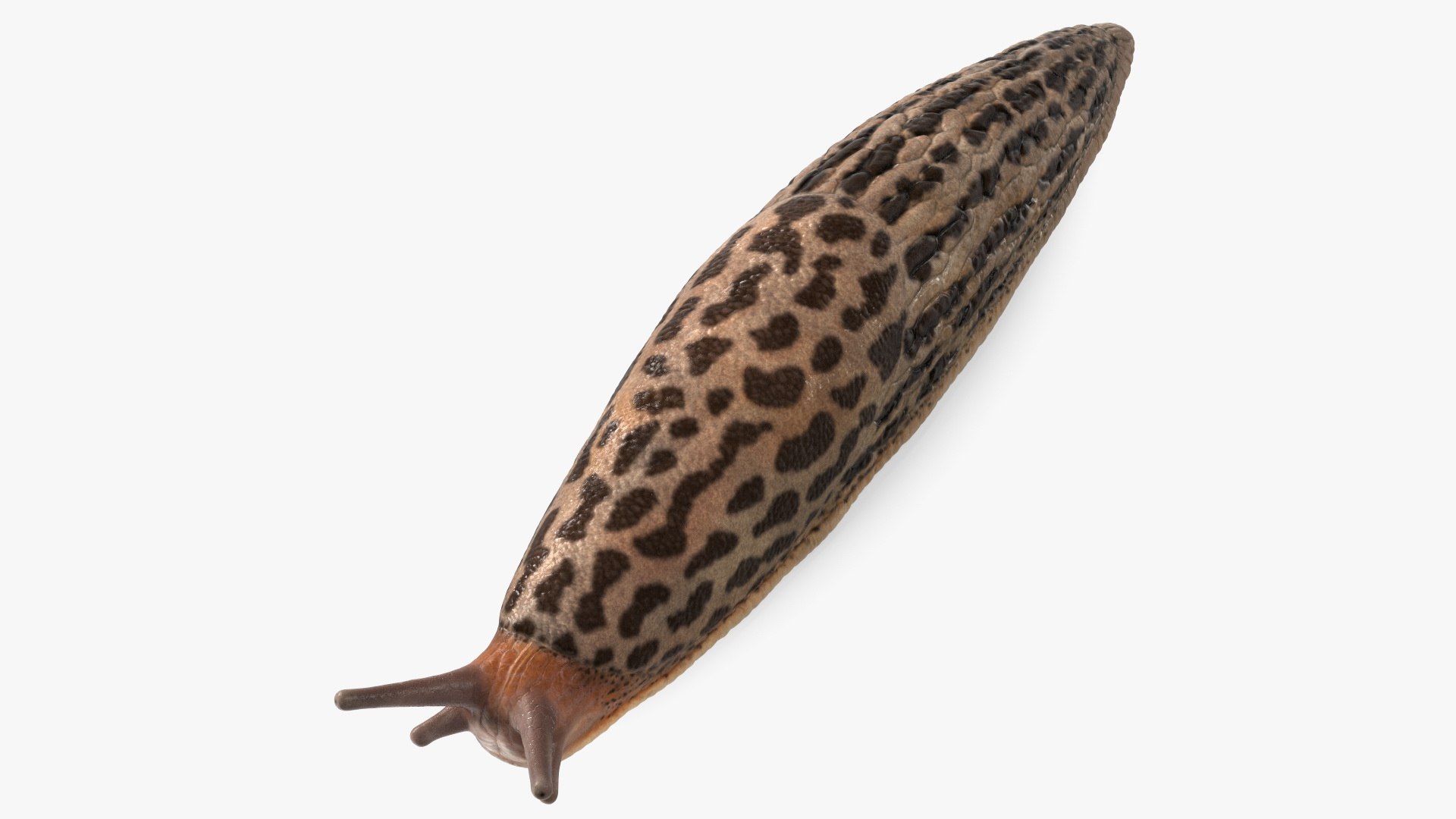 3D Great Slug Rigged model - TurboSquid 2016176