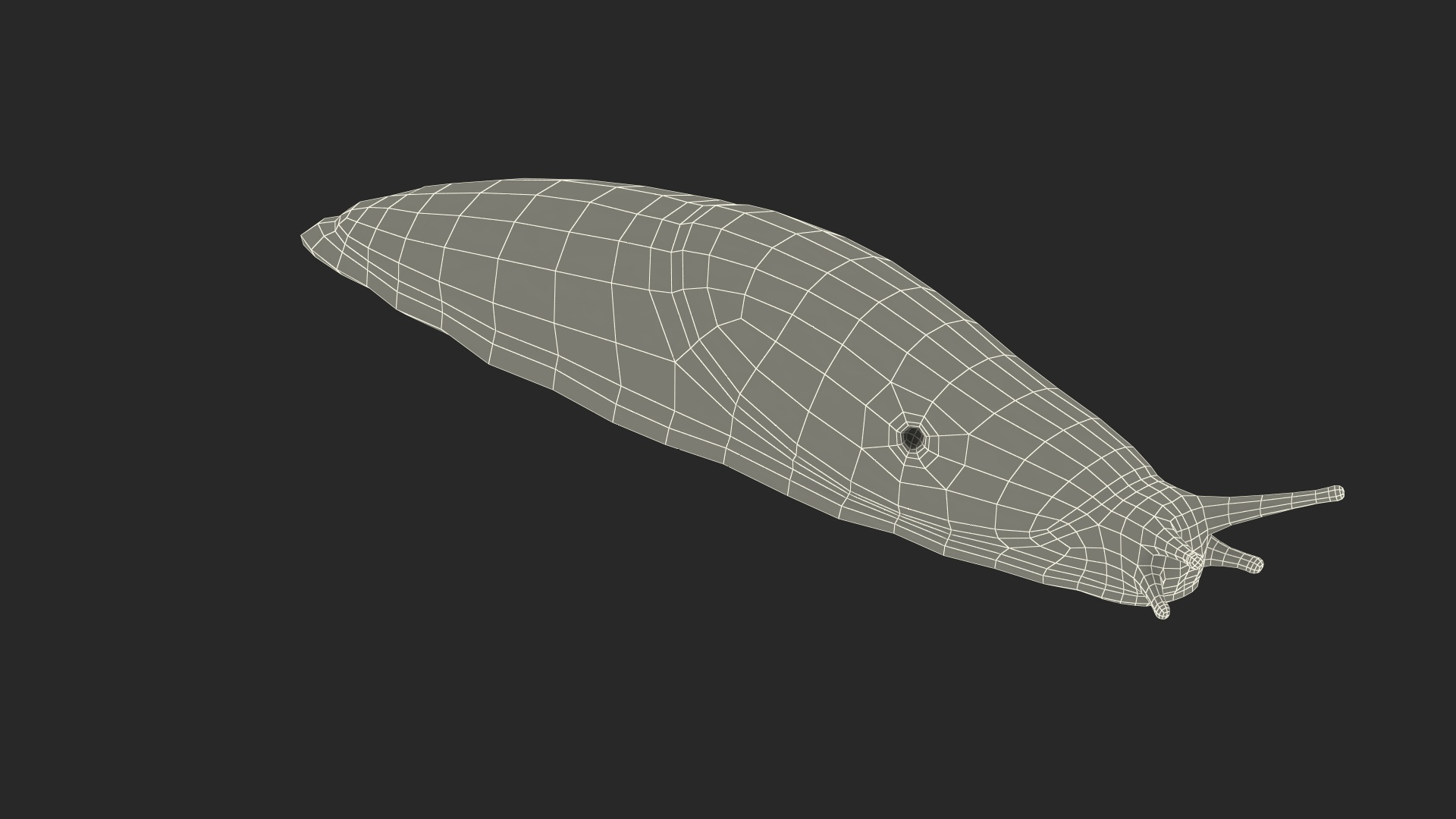 3D Great Slug Rigged Model - TurboSquid 2016176