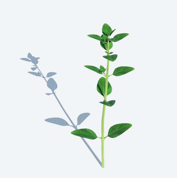 3D thym thyme model - TurboSquid 1292752