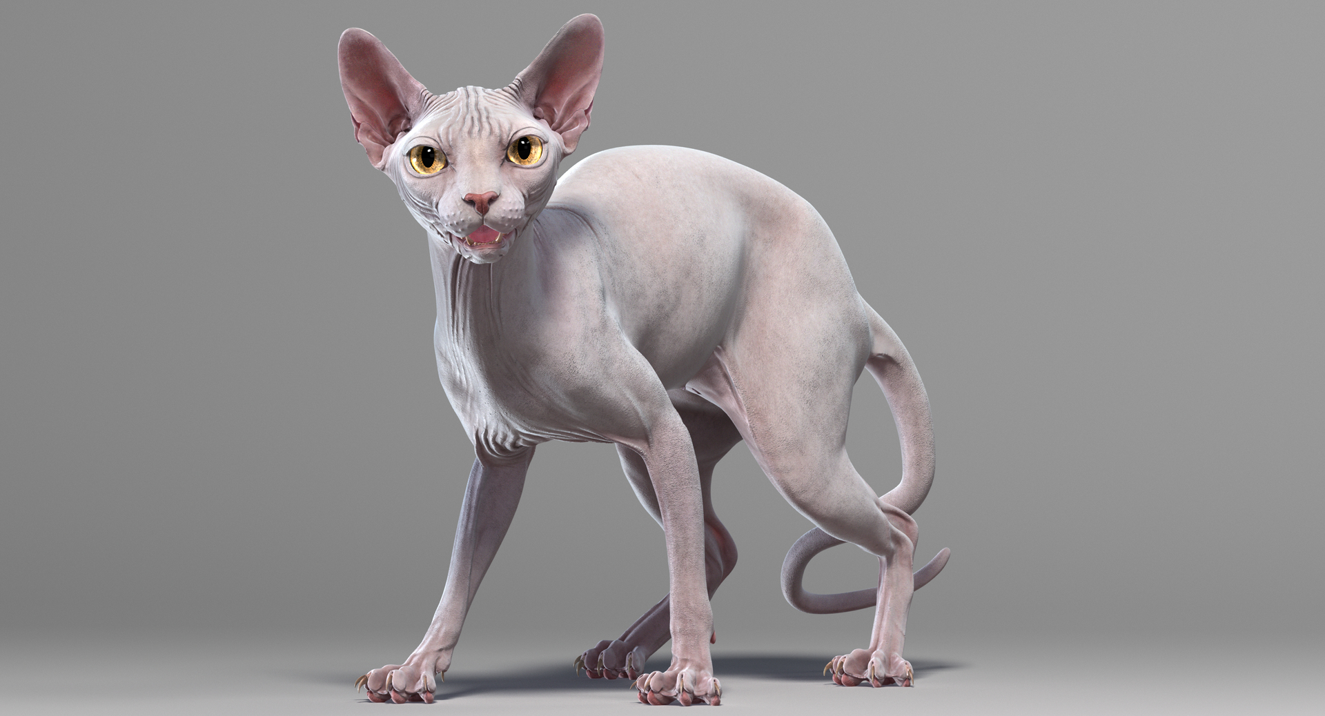 3D sphynx cat rigged - TurboSquid 1406331