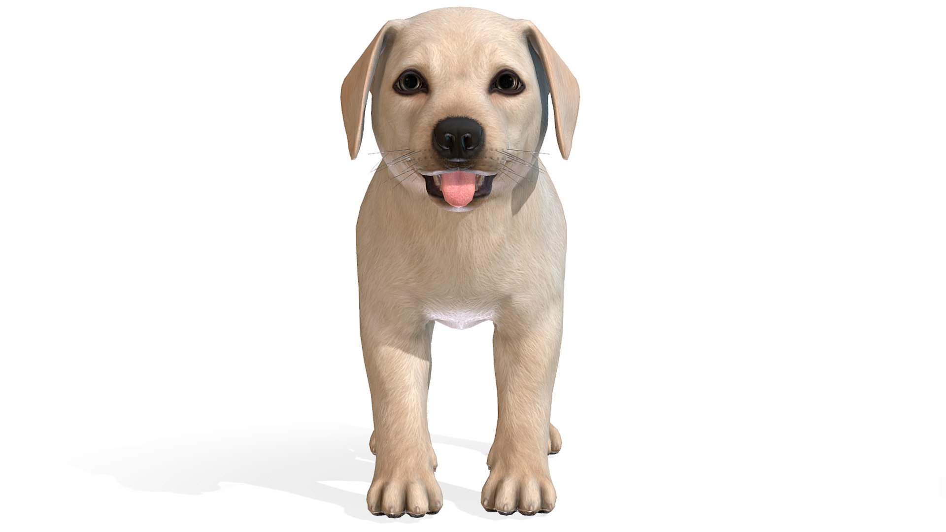 Puppy - Labrador Model - TurboSquid 2070753