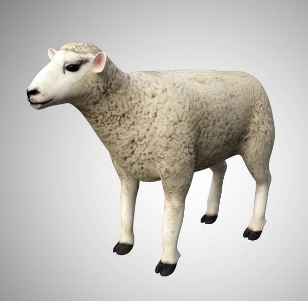 Sheep Blender Models for Download | TurboSquid