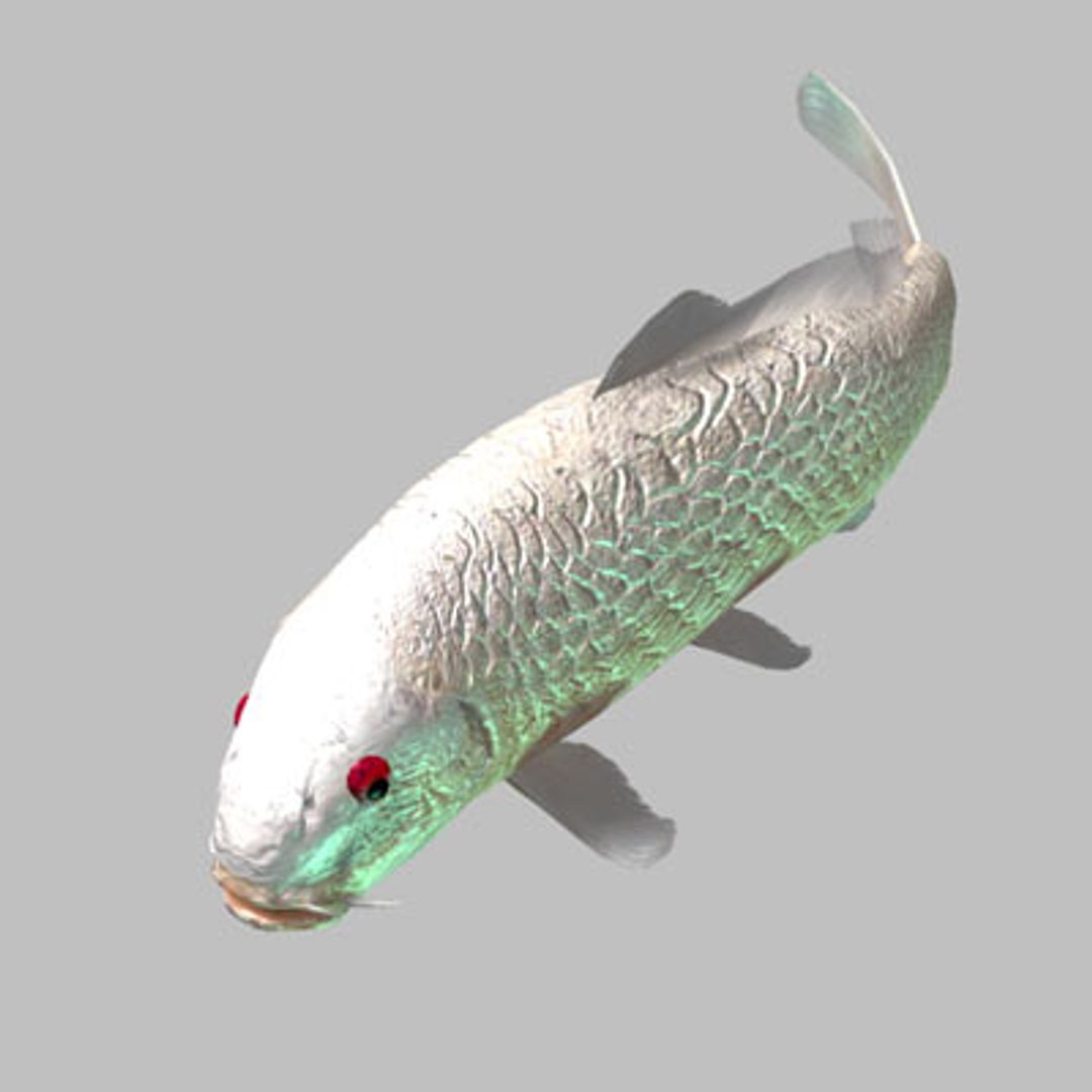 Koi Fishes 3d Model