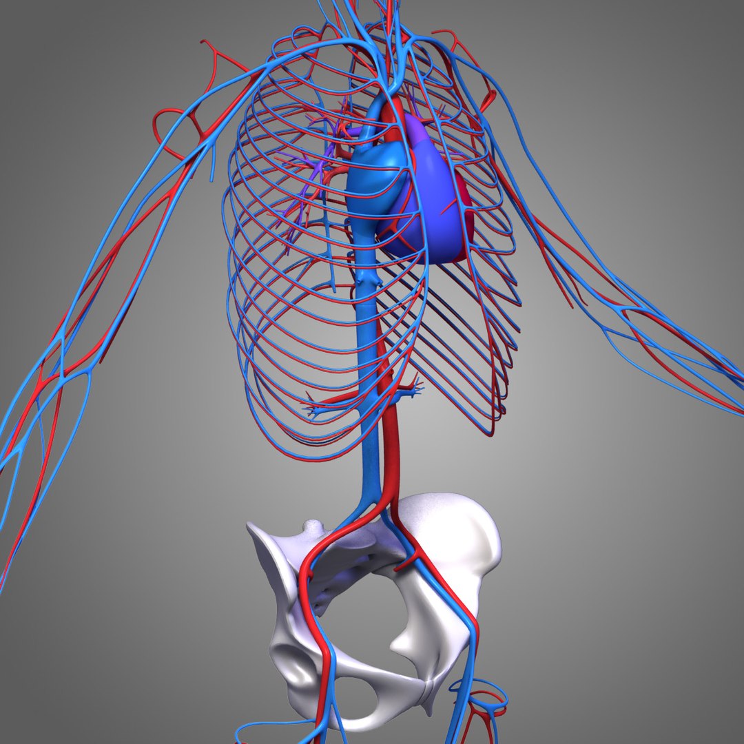 Female Body Circulatory 3d Model