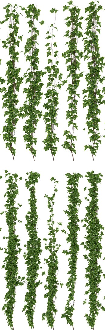 Wall Ivy Max