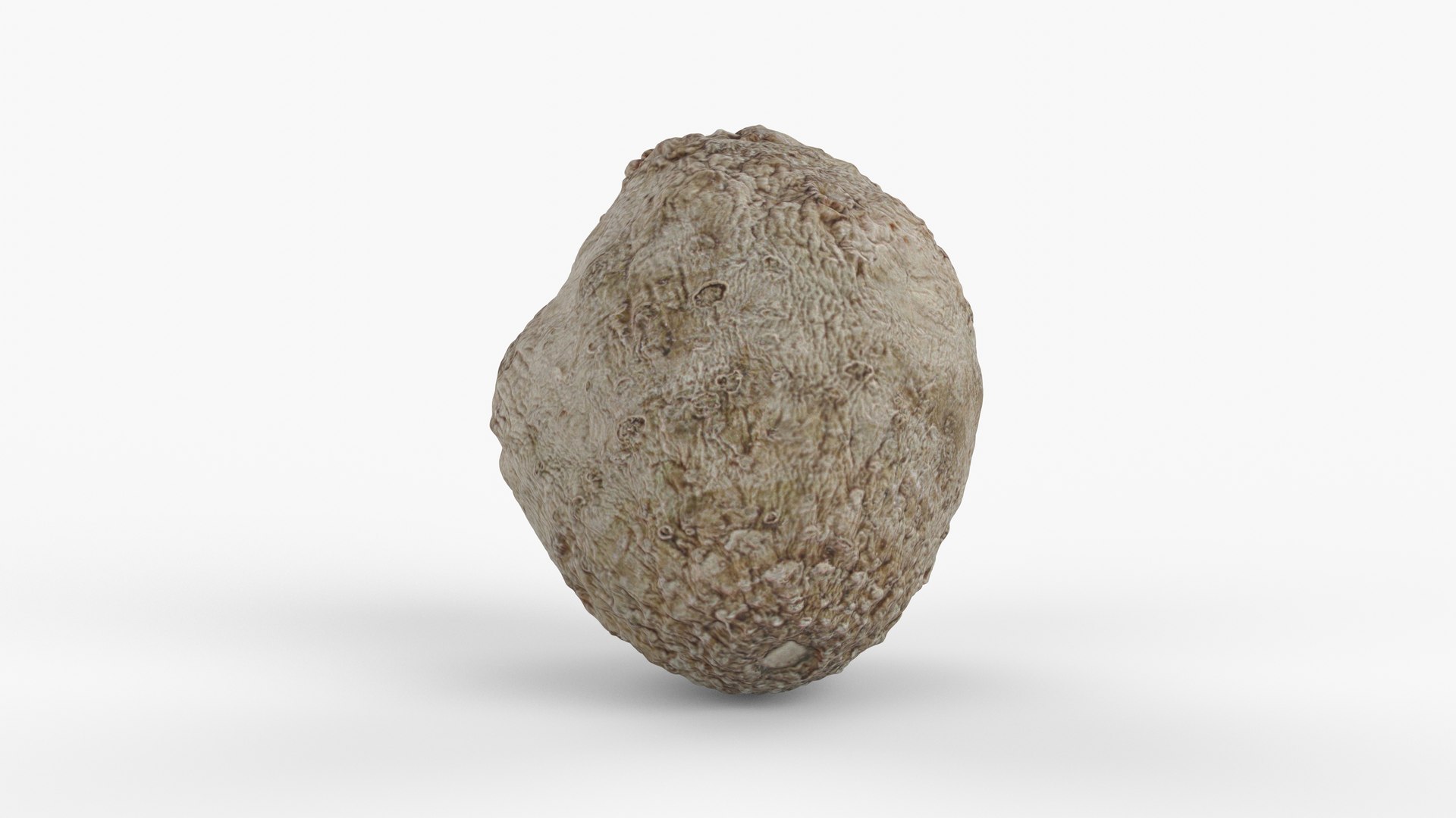Photorealistic 3D Scan Of Celery 3D Model - TurboSquid 2346769