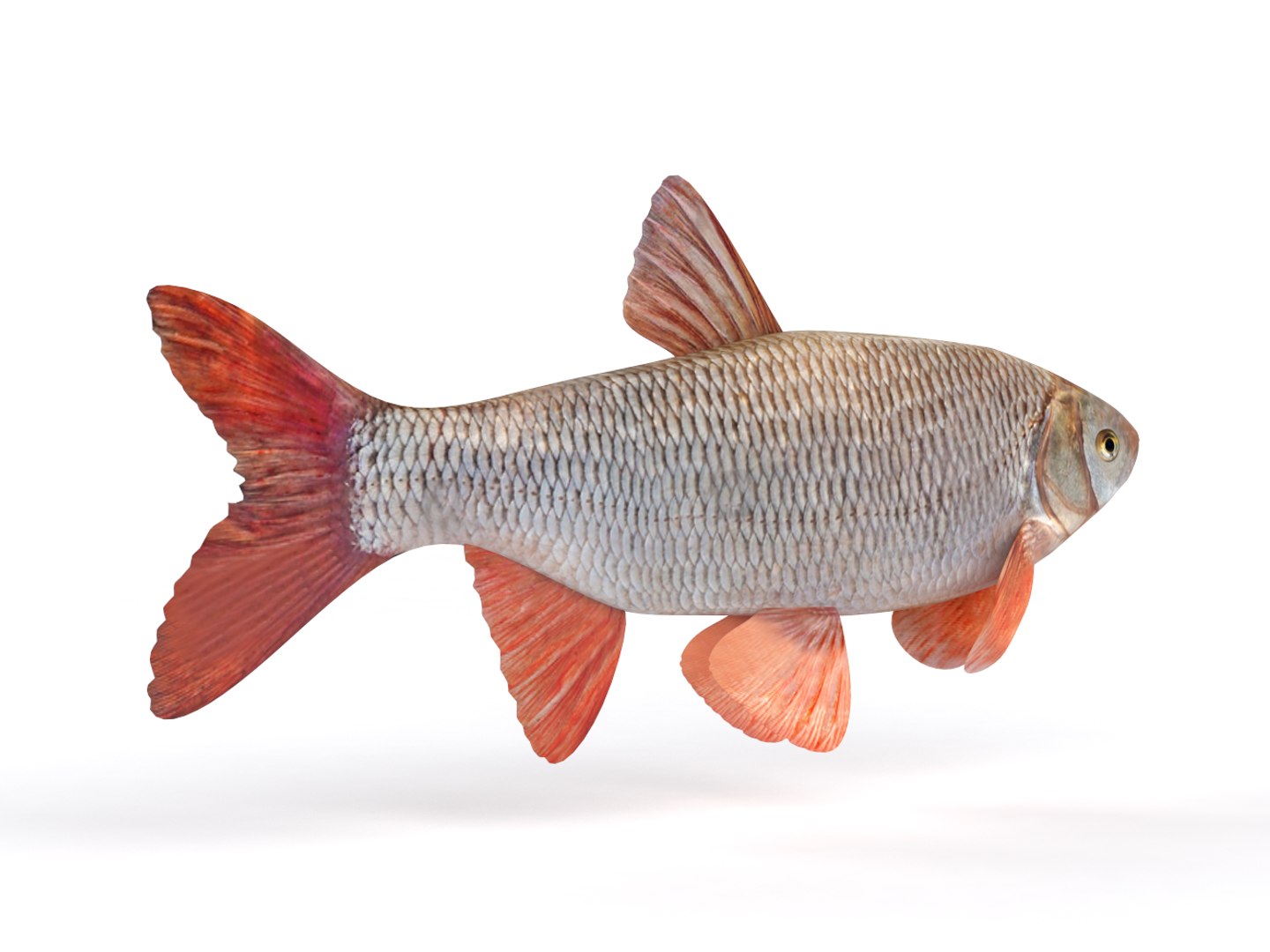Freshwater Fish Model - TurboSquid 1641065