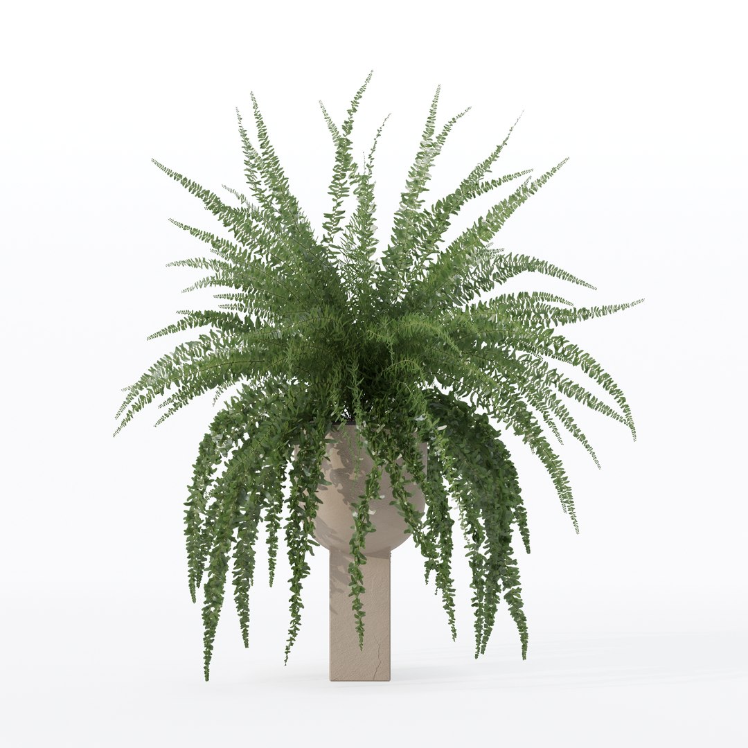Fern In Modern Flower Pot 3D Model - TurboSquid 2185772