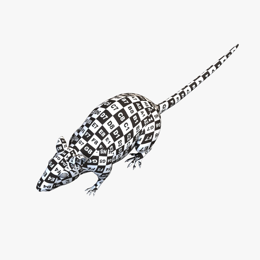 grey rat - fur 3d obj