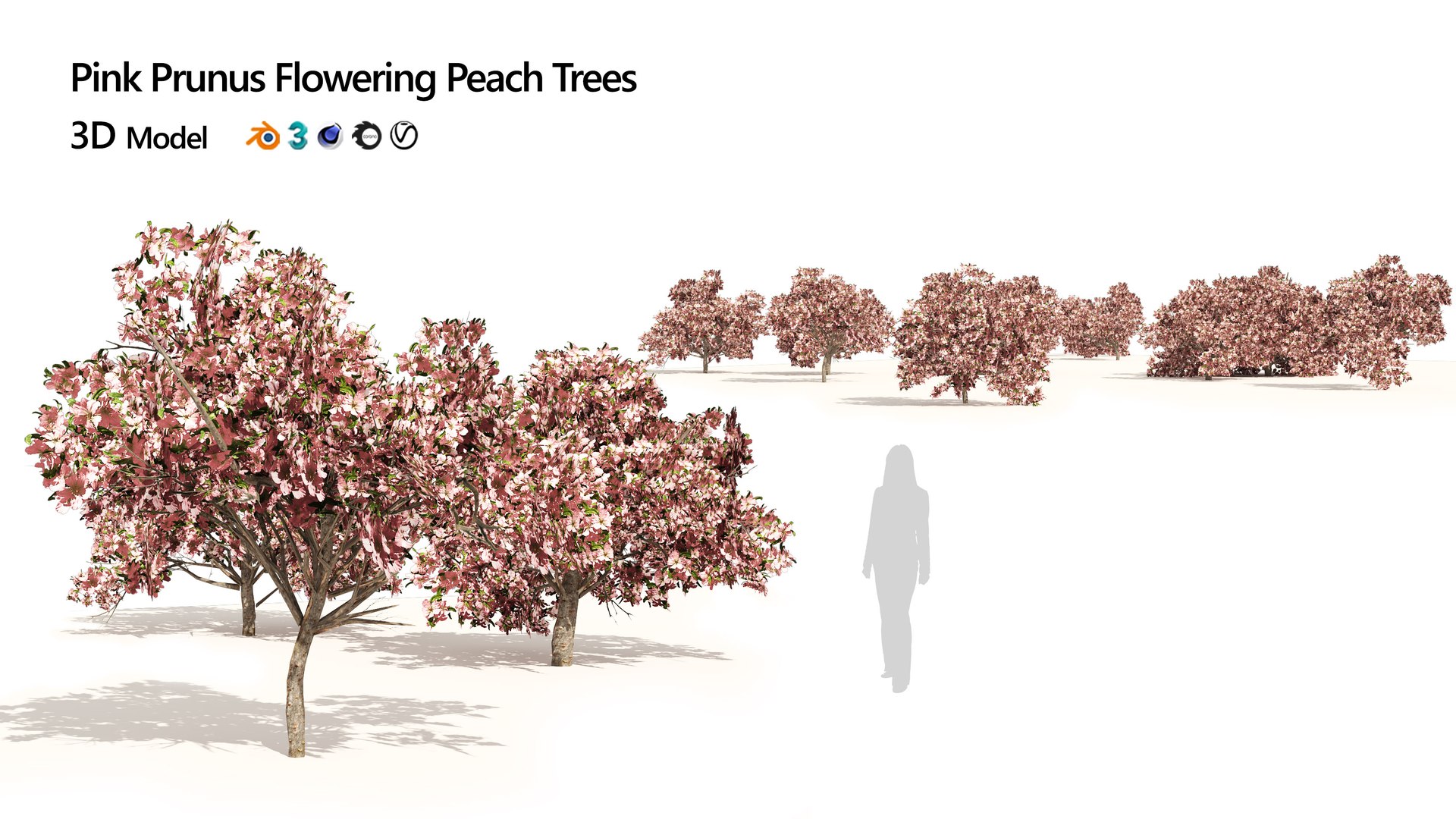 Pink Prunus Flowering Peach Trees 3D Model - TurboSquid 1961857