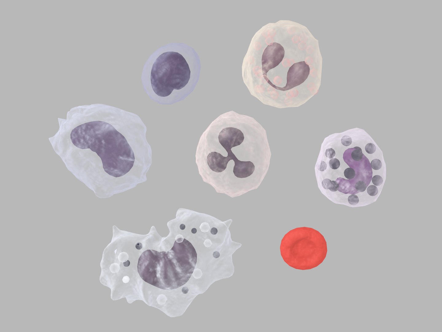 3D Model Blood Cells - TurboSquid 1429090