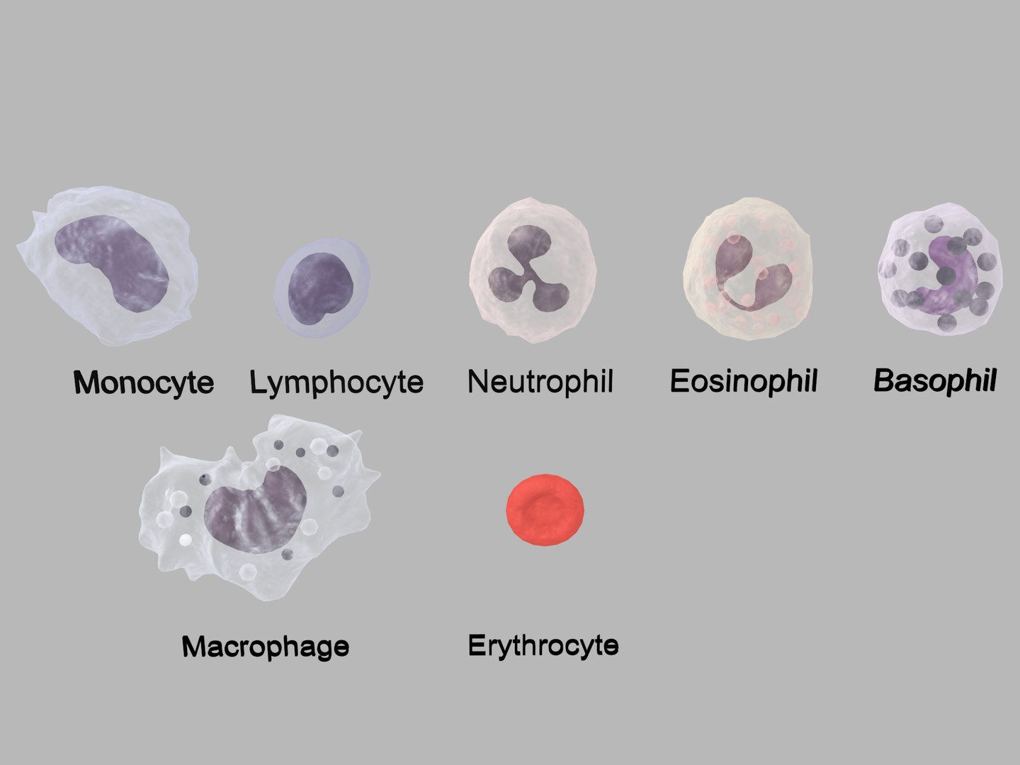 3D Model Blood Cells - TurboSquid 1429090