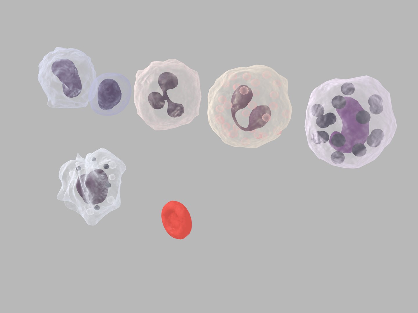 3D Model Blood Cells - TurboSquid 1429090