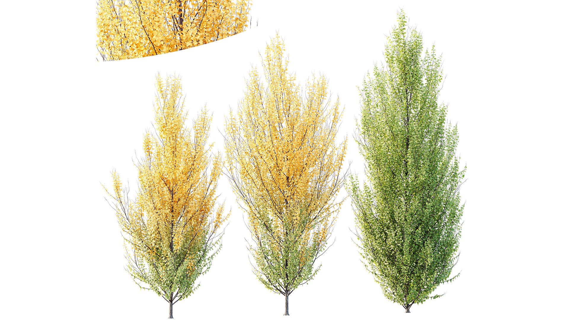 3D HQ Plants Acer X Freemanii Freeman Maple Sapindaceae Set06 ...