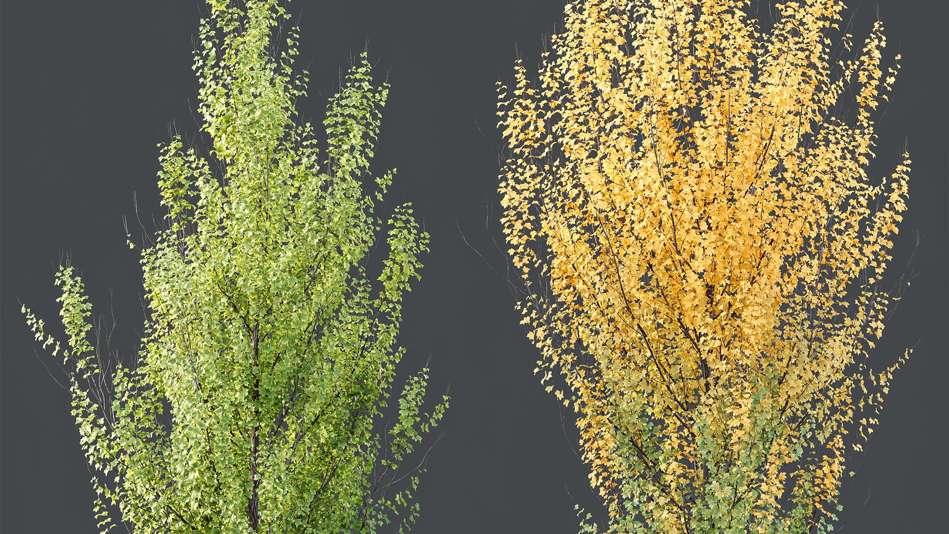 3D HQ Plants Acer X Freemanii Freeman Maple Sapindaceae Set06 ...