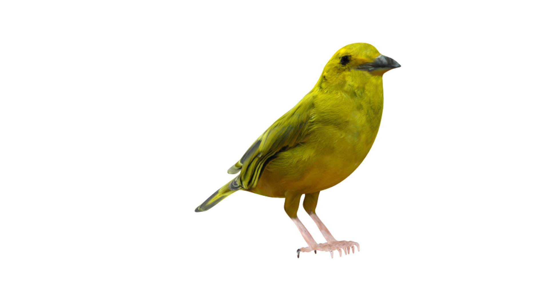 Canari 3d Model