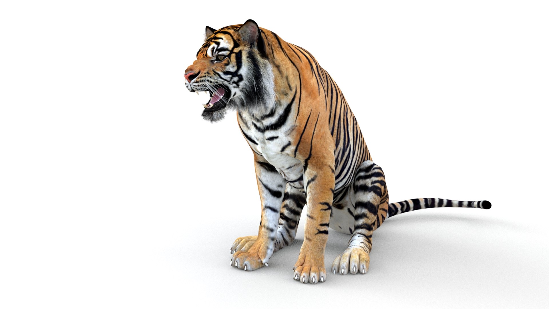 Sumatran Tiger Animations Model - TurboSquid 1441800