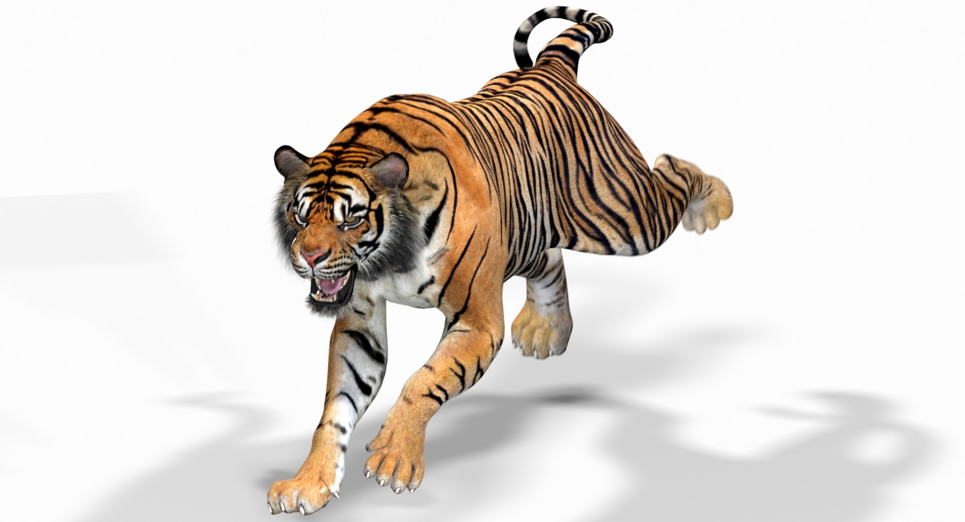 Sumatran Tiger Animations Model - TurboSquid 1441800