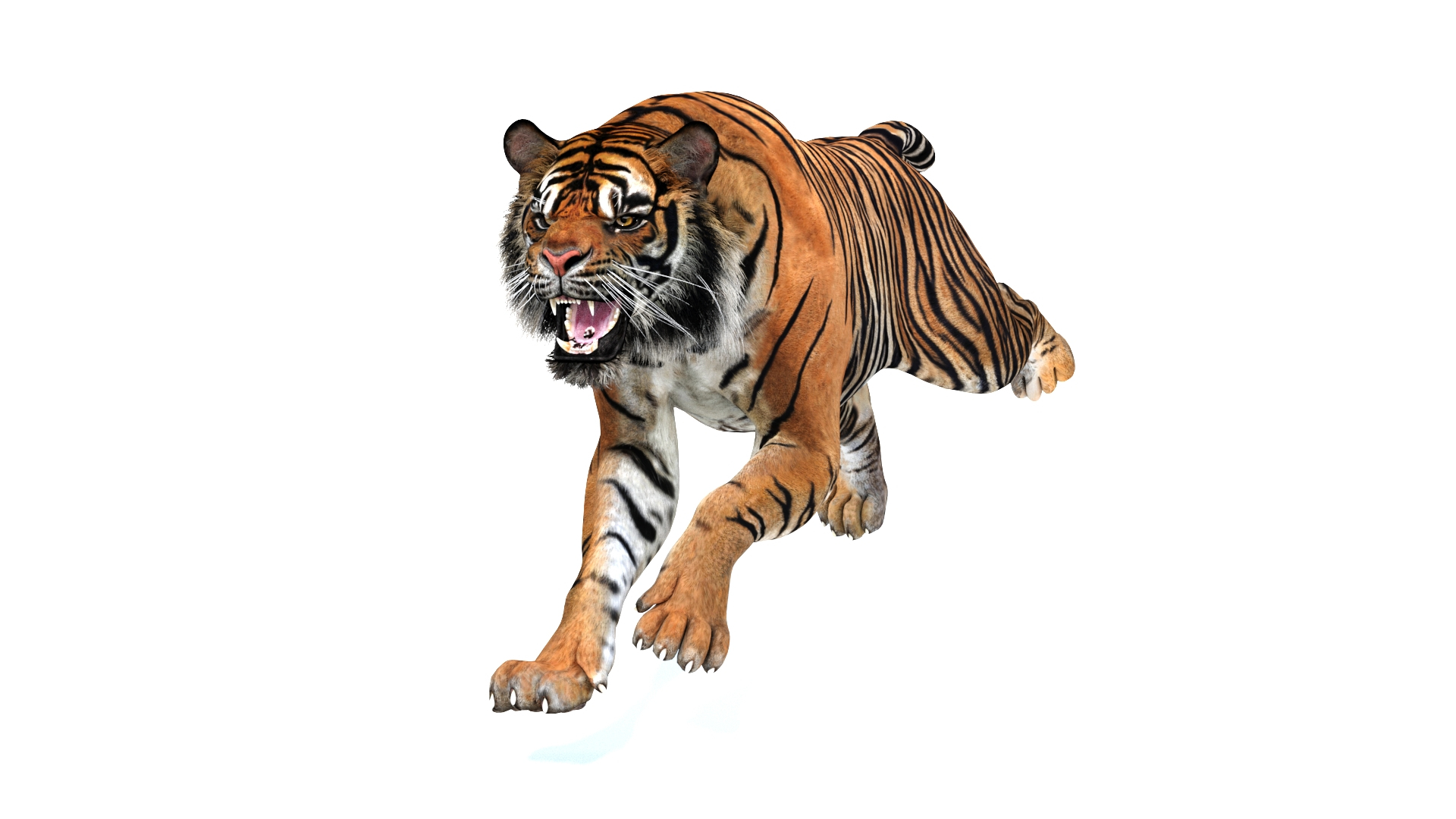 Sumatran Tiger Animations Model - TurboSquid 1441800