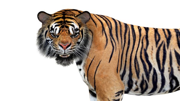 Sumatran tiger animations model - TurboSquid 1441800