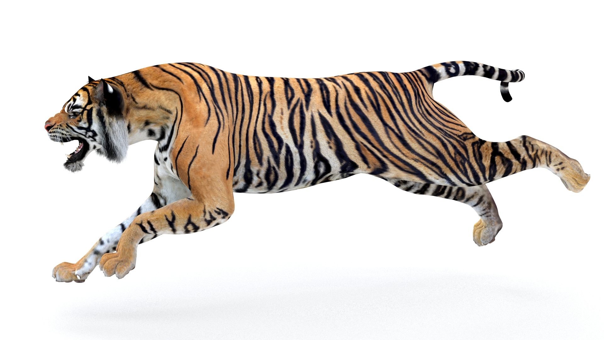 Sumatran Tiger Animations Model - TurboSquid 1441800