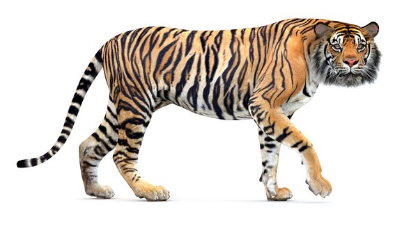 Sumatran tiger animations model - TurboSquid 1441800