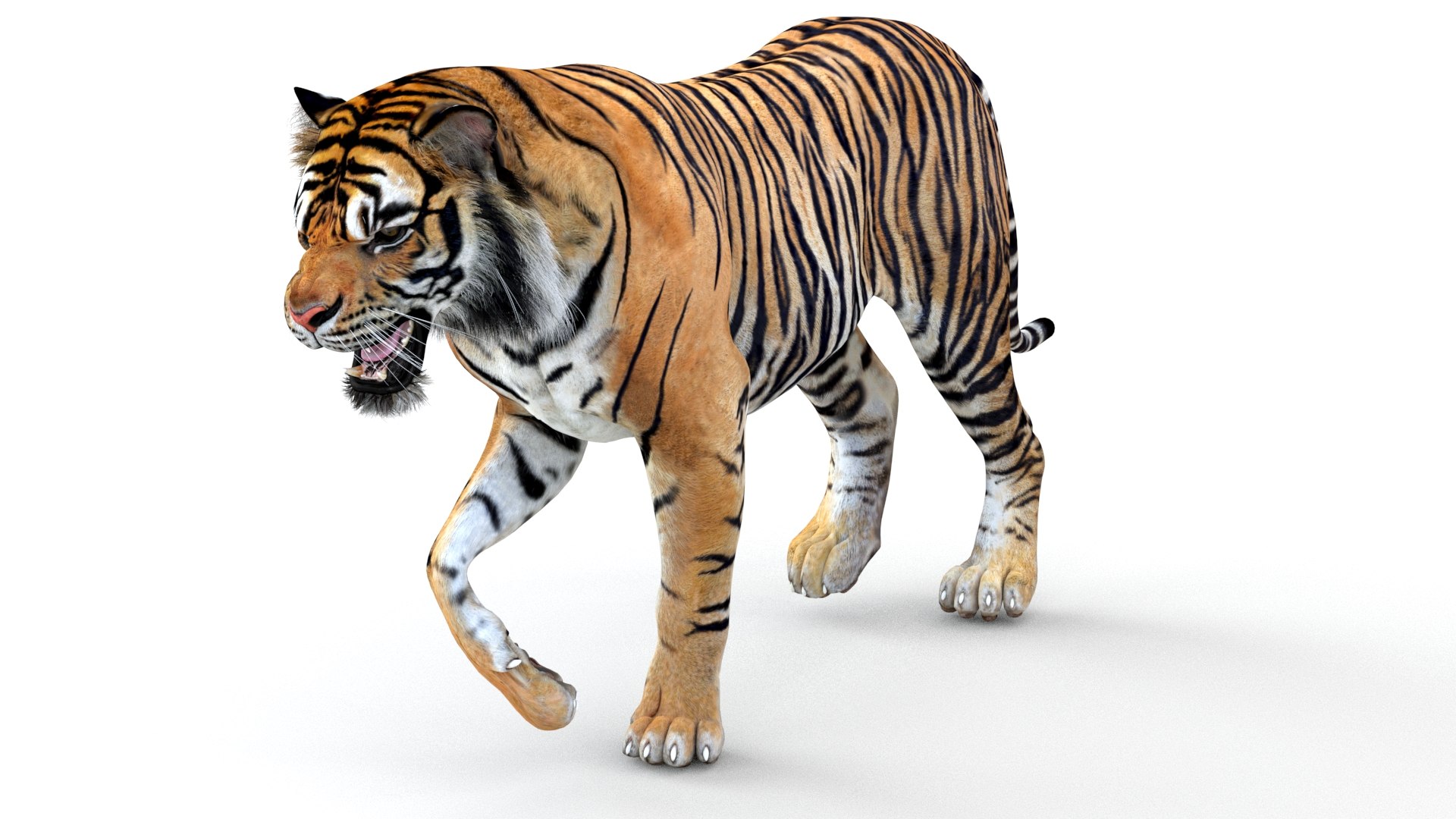 Sumatran Tiger Animations Model - TurboSquid 1441800