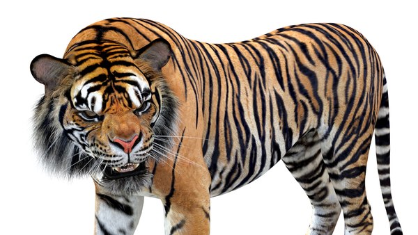 Sumatran tiger animations model - TurboSquid 1441800