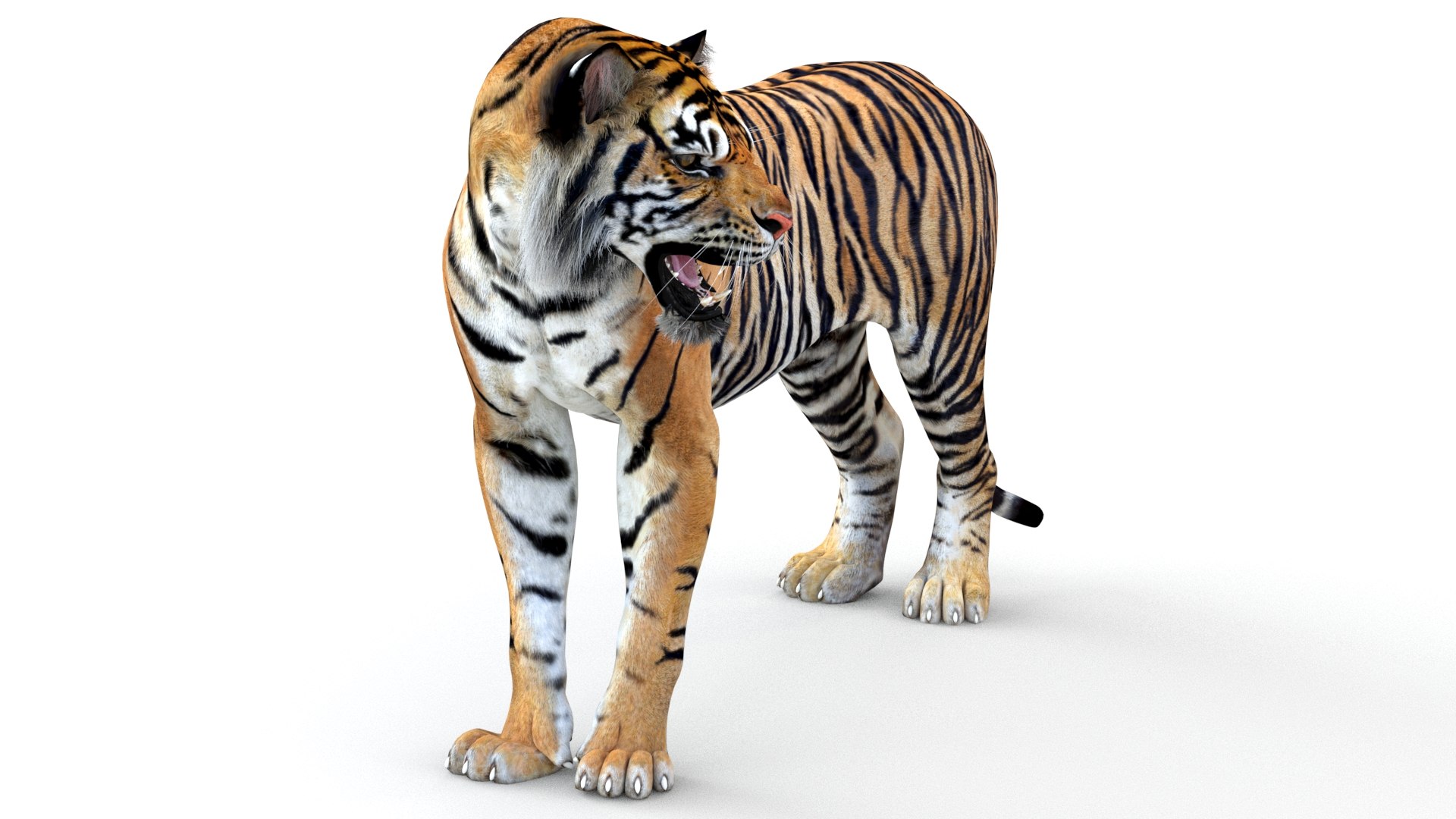 Sumatran Tiger Animations Model - TurboSquid 1441800