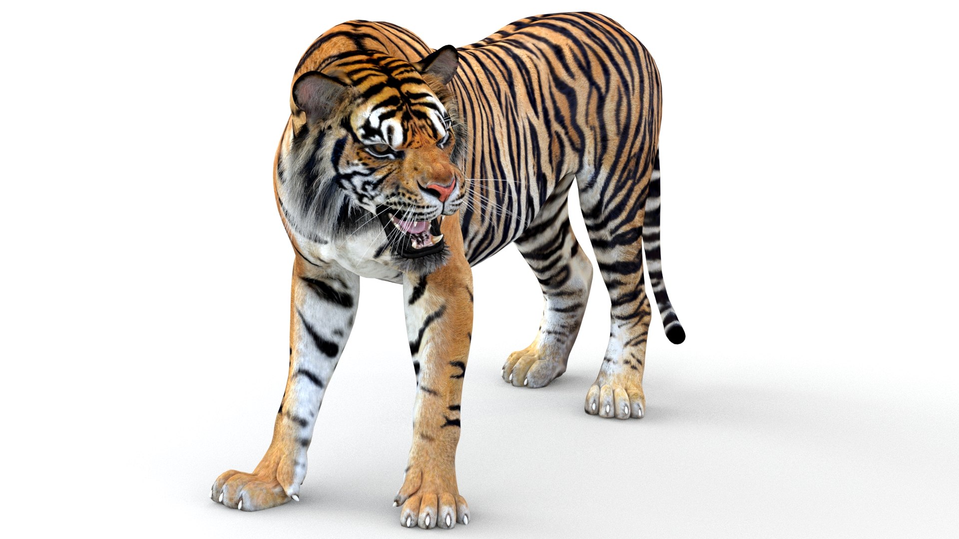 Sumatran Tiger Animations Model - TurboSquid 1441800