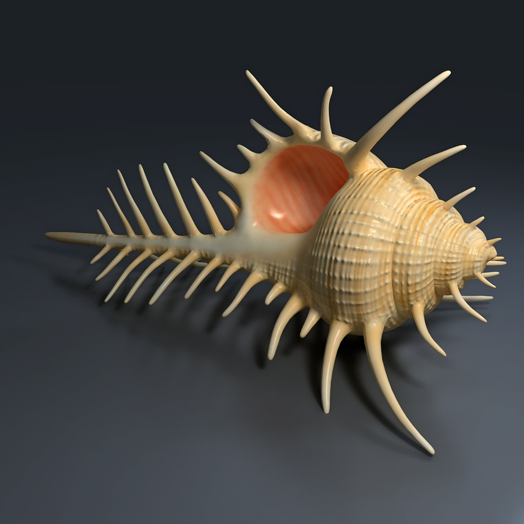 3d model shell
