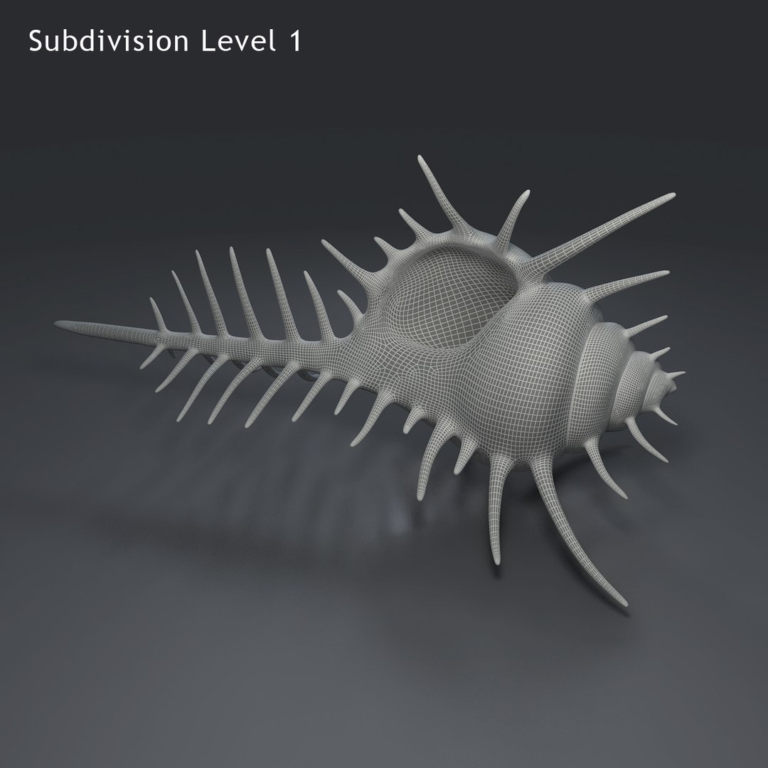 3d Model Shell