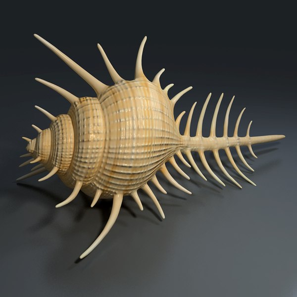 3d model shell