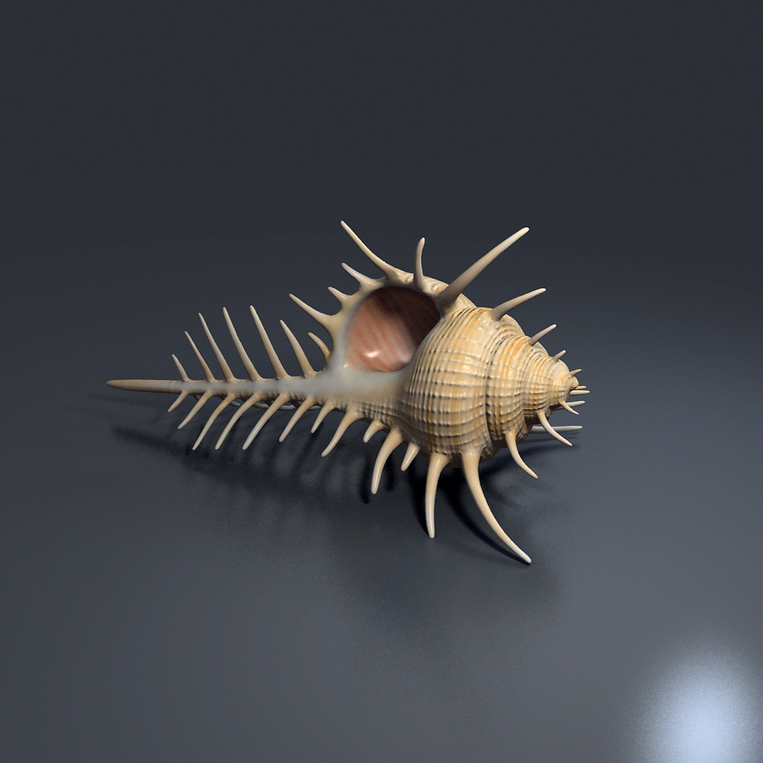 3d Model Shell
