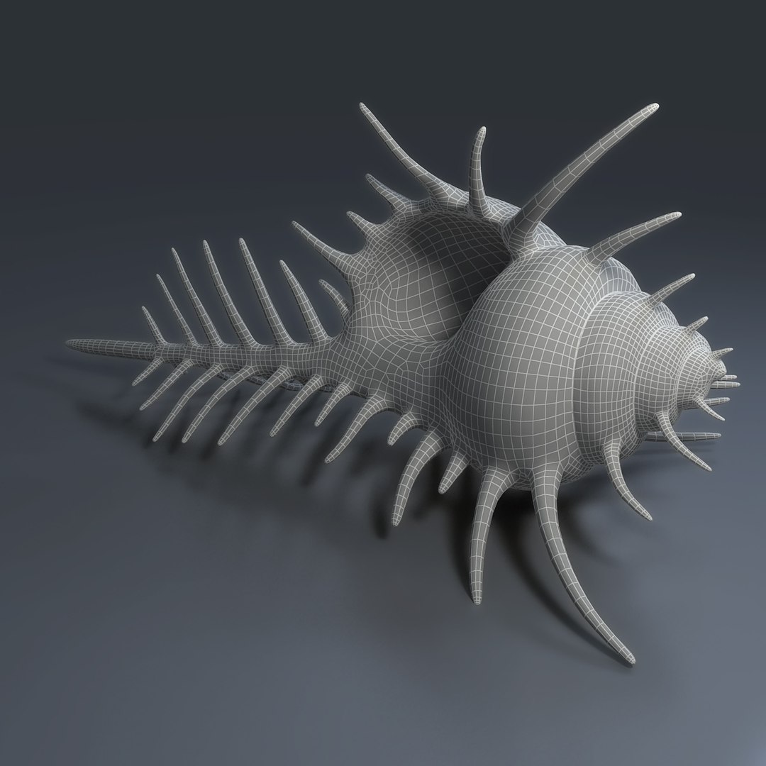 3d Model Shell