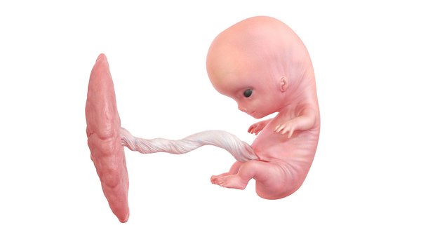 modelo 3d Anatomía del feto Semana 9 animada - TurboSquid 1816920