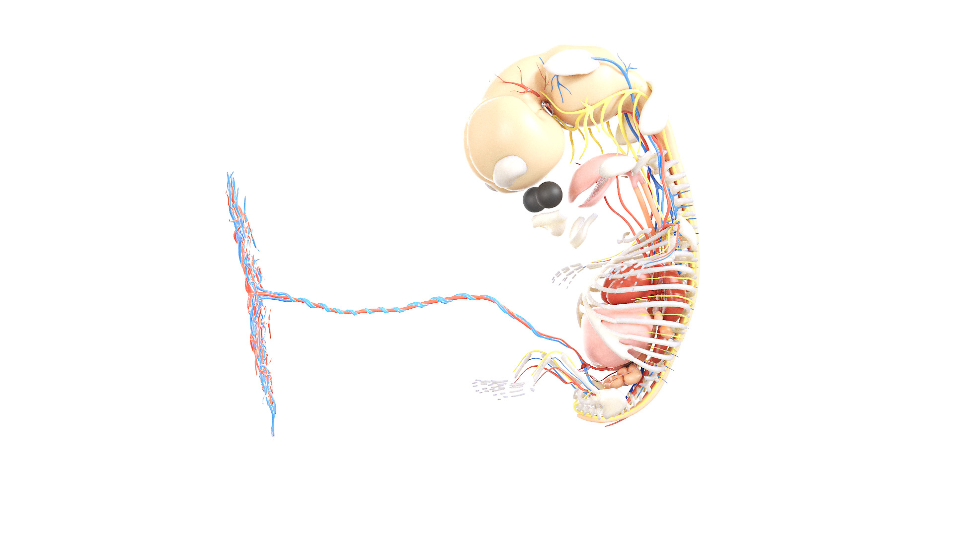 3D Fetus Anatomy Week 9 Animated Model - TurboSquid 1816920