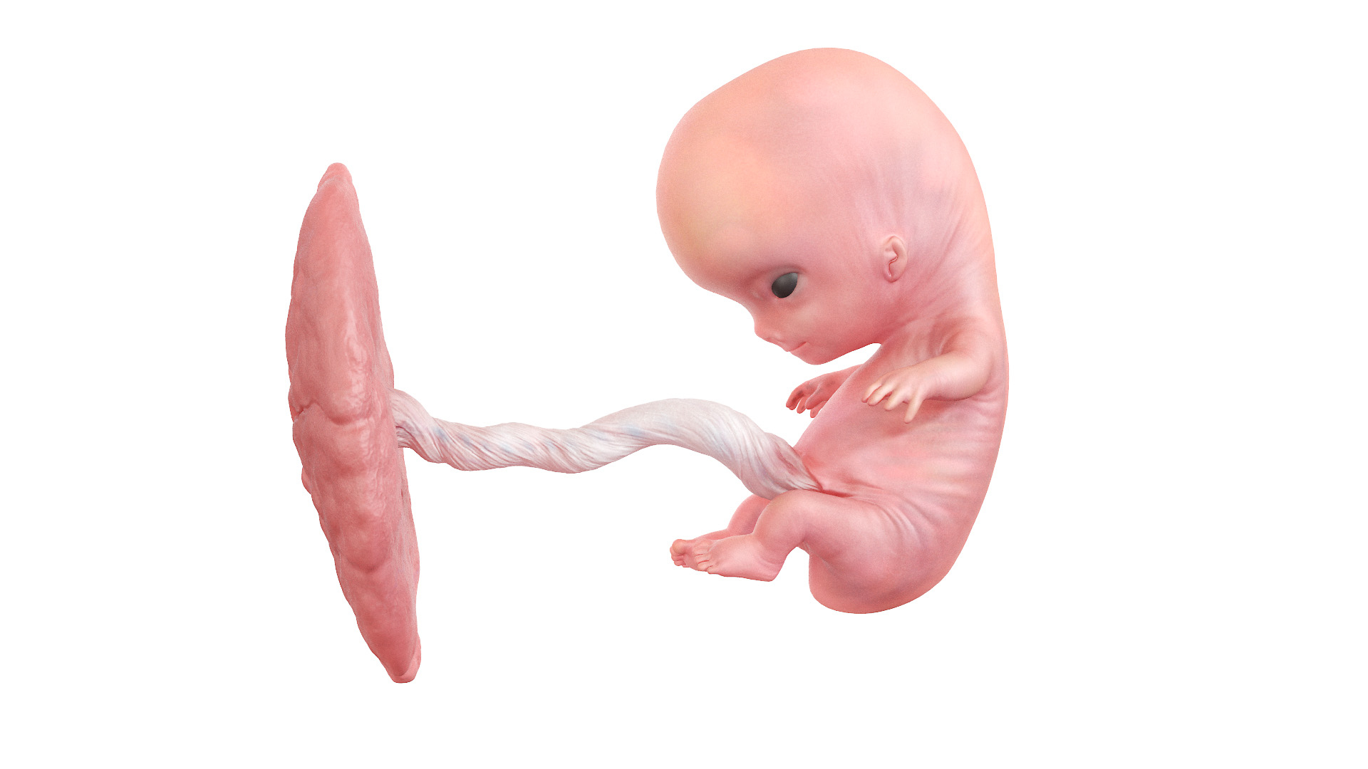 3D Fetus Anatomy Week 9 Animated Model - TurboSquid 1816920