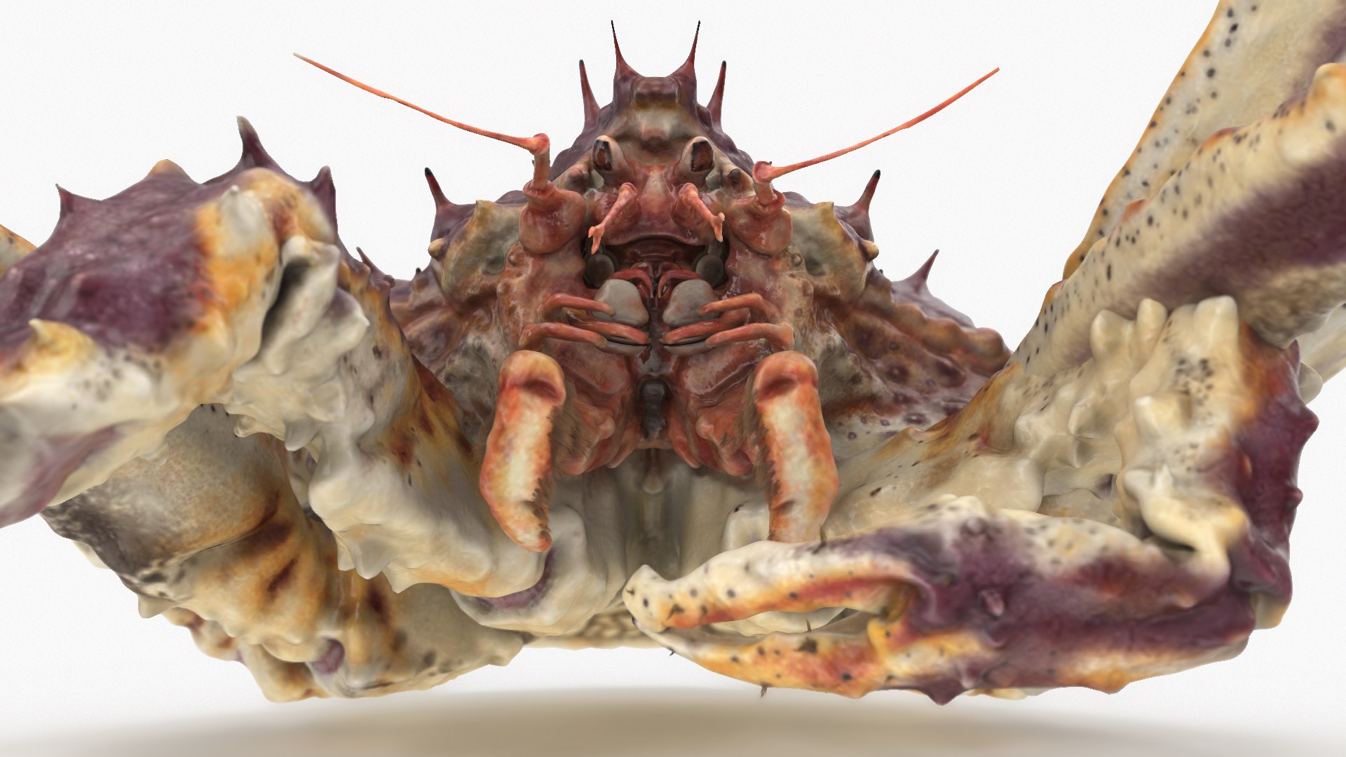 King Crab 3D Model - TurboSquid 1709682